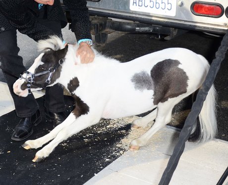 The Worlds Smallest Horse Ever