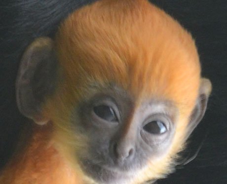 Ginger Monkey 2 - Rare Ginger Monkey Born at London Zoo - Heart London