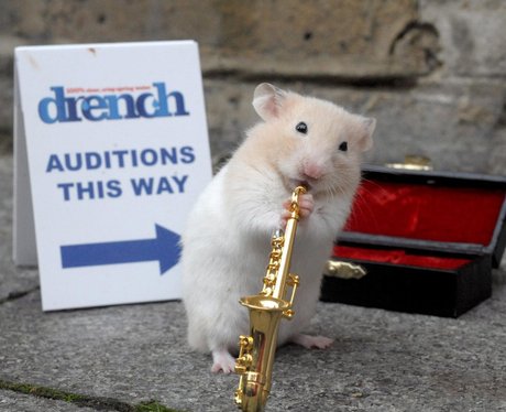 Frank the tiny hamster plays a tiny saxophone. Adorable. - Cheekiest ...