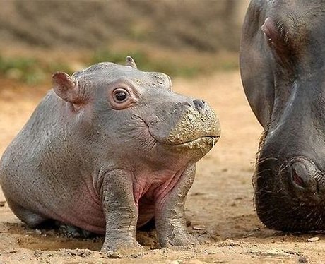 5. We have never seen a baby hippo before... But we need one in our ...