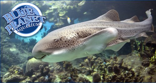 Blue Planet Aquarium Chester