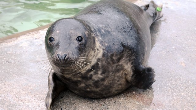 Sea Life Trust - Cornwall Seal Sanctuary - Heart Cornwall