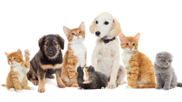 Scottish SPCA - Heart Scotland